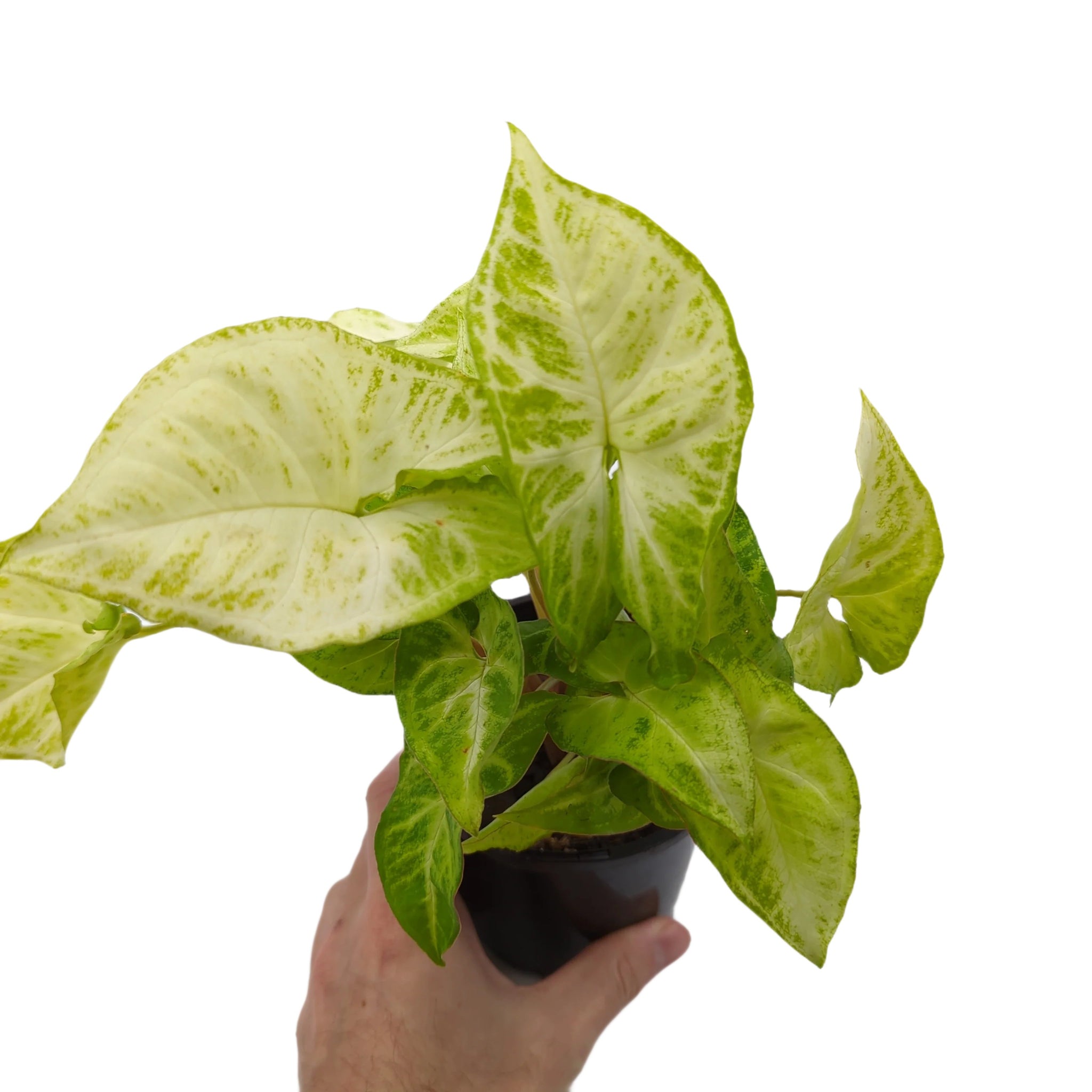 Syngonium - Starlite | Buy Indoor Plants Online | The Plant Buddies ...