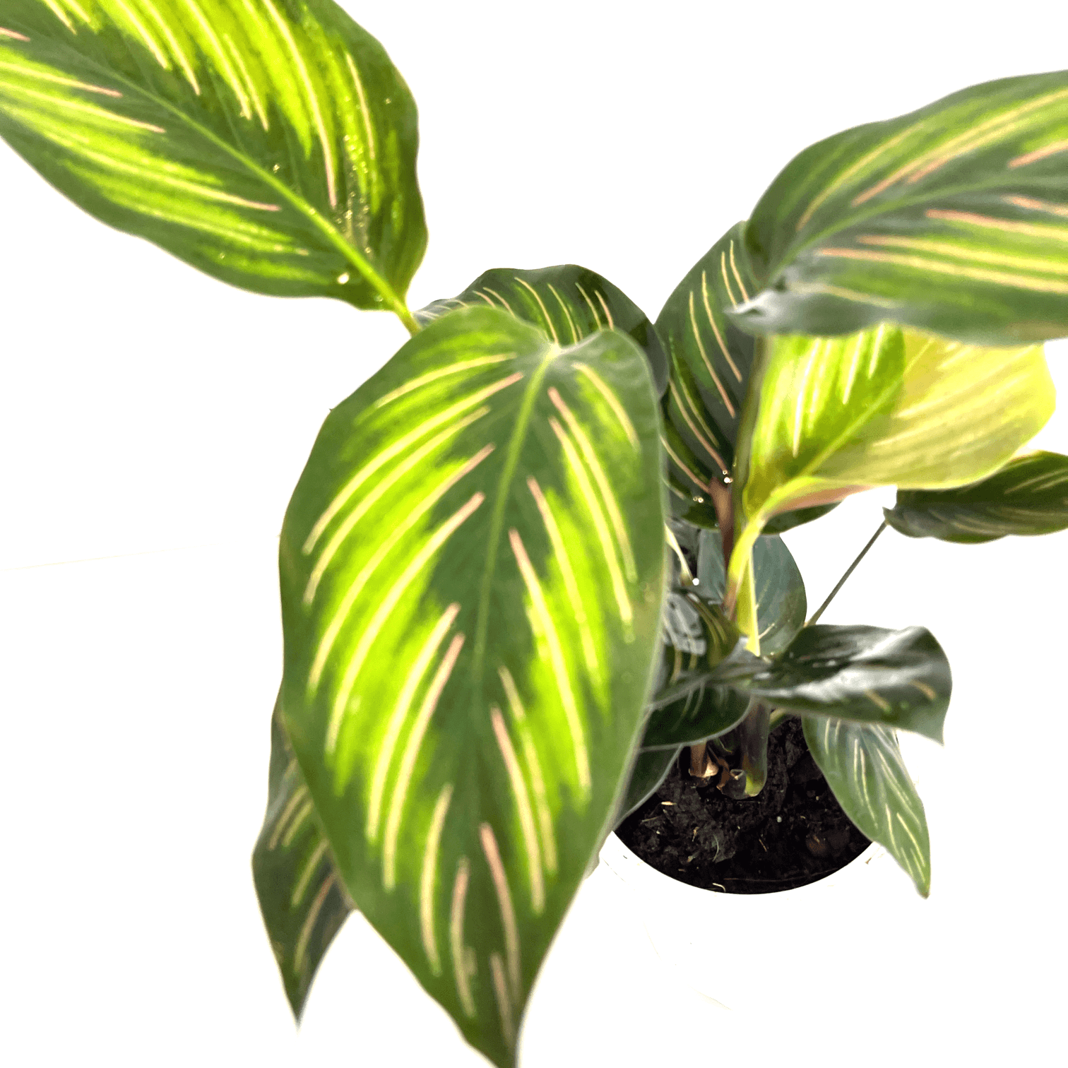 Indoor Plants - Calatheas | Online | The Plant Buddies Australia