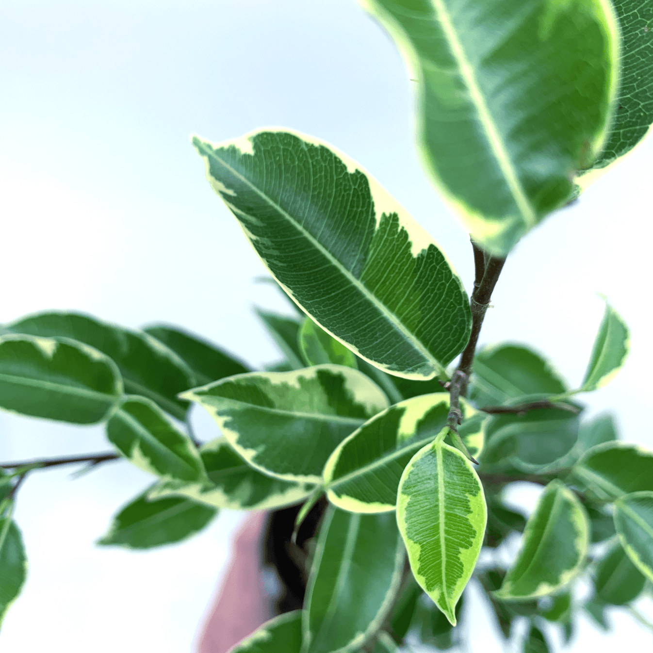 Ficus - Benji (Variegated) | Buy Indoor Plants Online | The Plant ...
