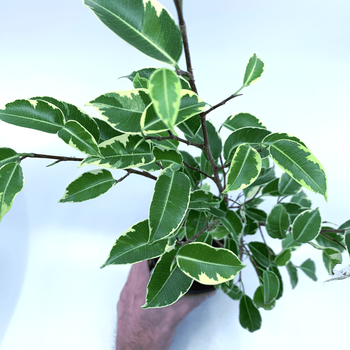 Ficus - Benji (Variegated) | Buy Indoor Plants Online | The Plant ...