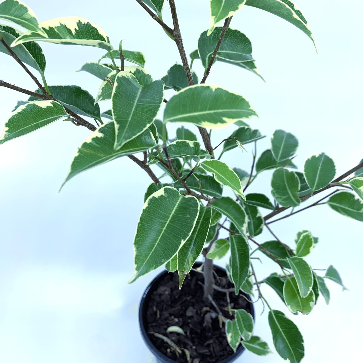 Ficus - Benji (Variegated) | Buy Indoor Plants Online | The Plant ...