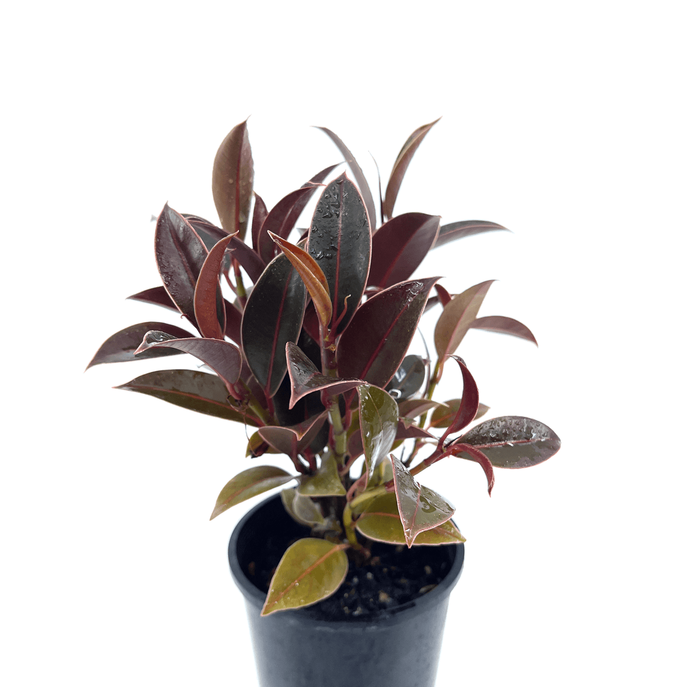 Ficus - Melany | Buy Indoor Plants Online | The Plant Buddies Australia