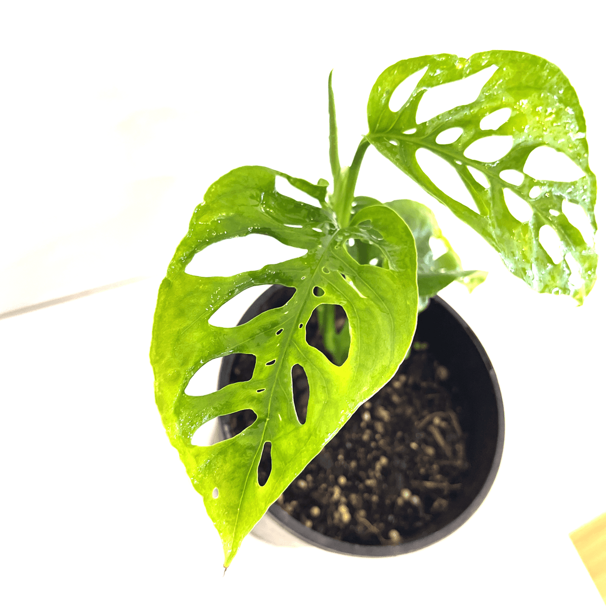 Monstera - Adansonii | Buy Indoor Plants Online | The Plant Buddies ...