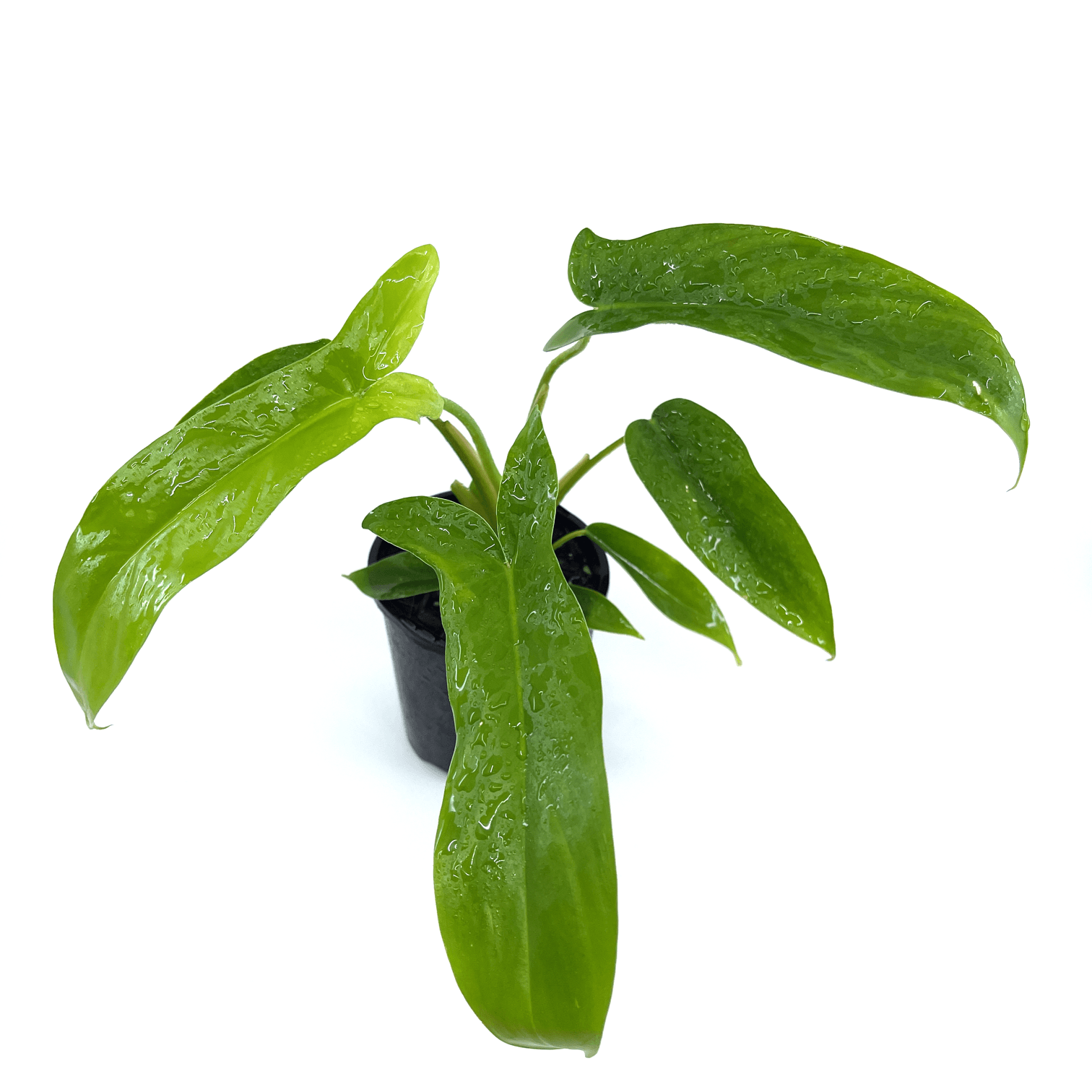 Philodendron - Big Ears | Buy Indoor Plants Online | The Plant Buddies ...