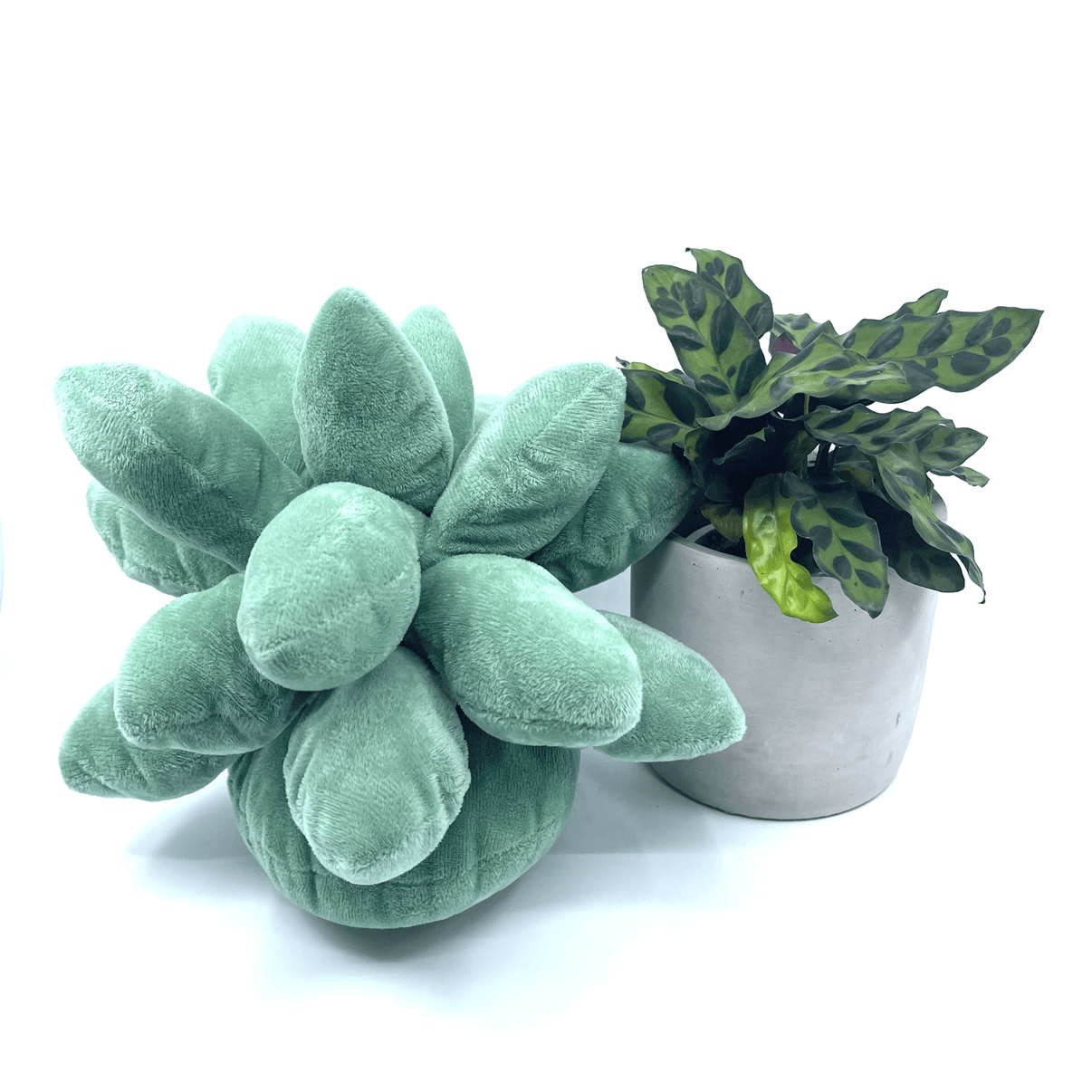 Plant + Green Plushie Gift | Buy Indoor Plants Online | The Plant ...