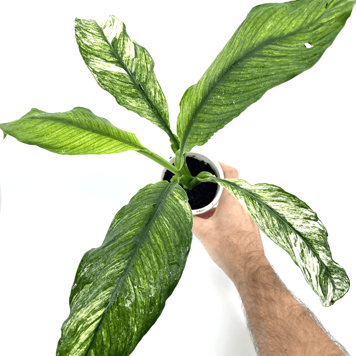 Spath - Peace Lily Jessica | Buy Indoor Plants Online | The Plant ...