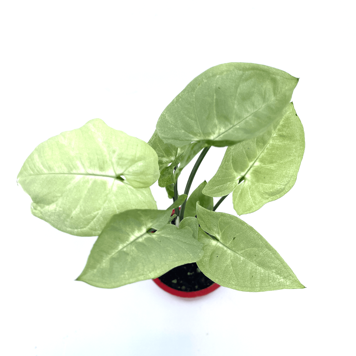 Syngonium - Silver Pearl | Buy Indoor Plants Online | The Plant Buddies ...